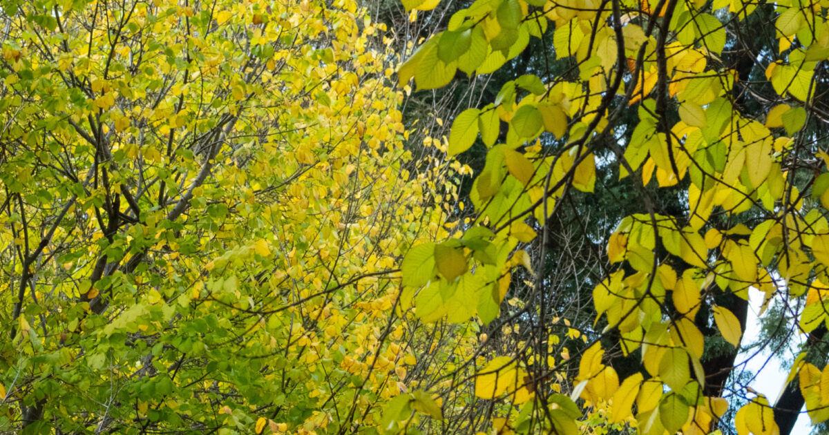 VicGrid’s draft 2025 Transmission Plan: overview